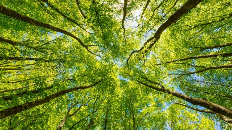 Why companies need to act responsibly to attract investment